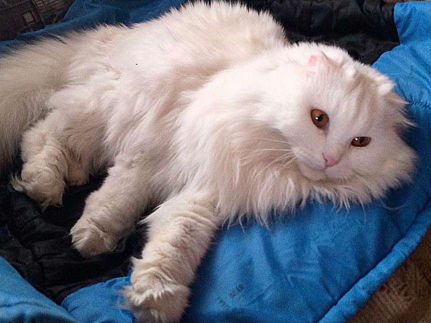 Кошка в дар