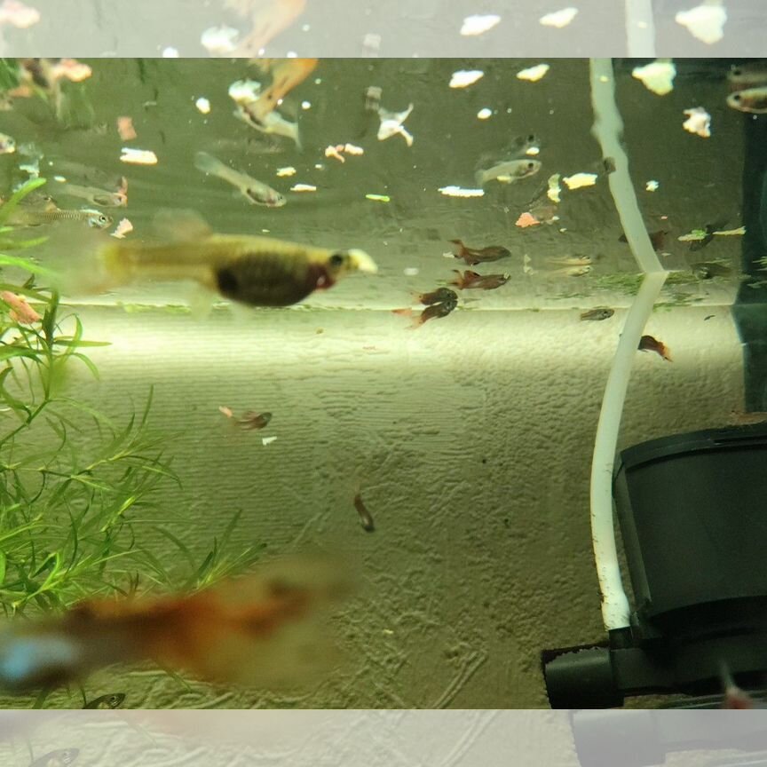 Аквариумные рыбки гуппи