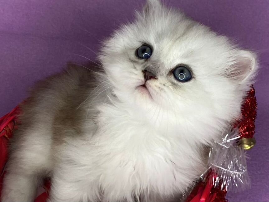 Котята с документами серебристая шиншилла