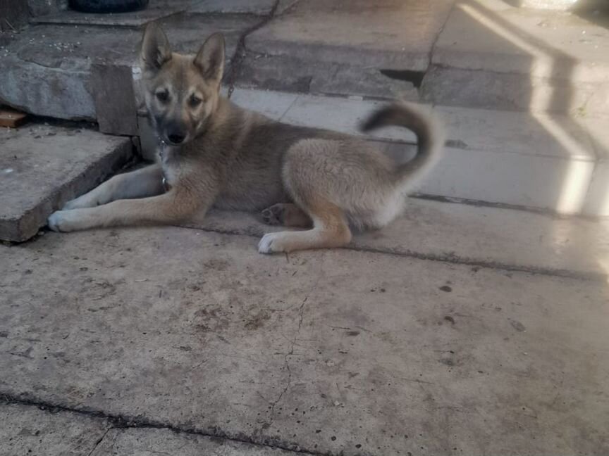 Щенок-девочка- Лада ищет себе семью