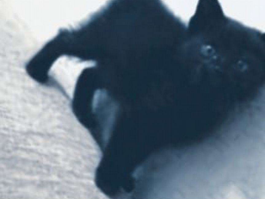 Котенок с голубыми глазками 1,5 мес