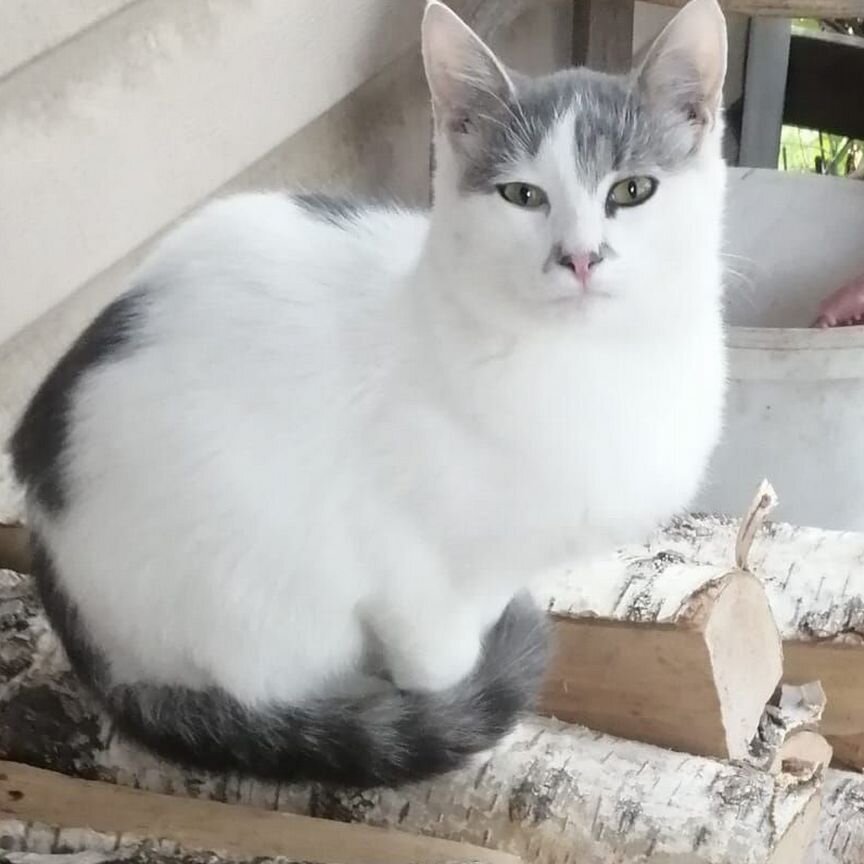 Европейский короткошёрстный котёнок