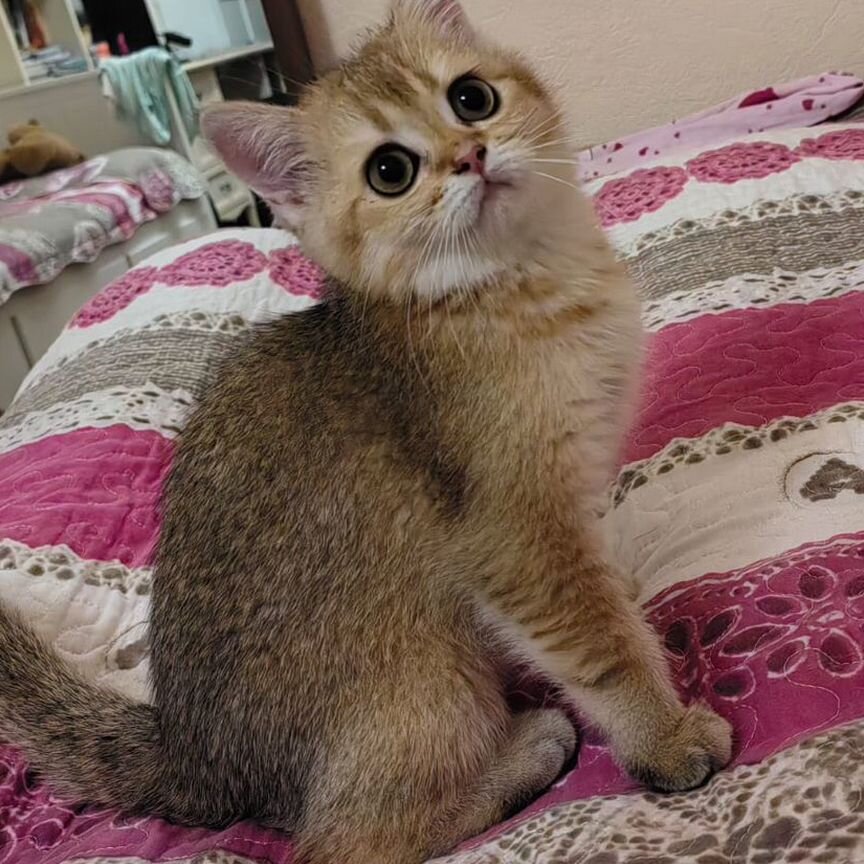 Котенок мальчик золотой