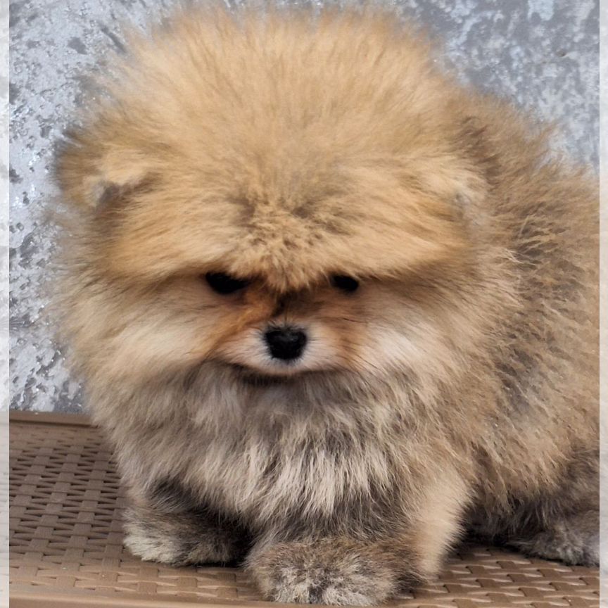 Померанский шпиц, щенок