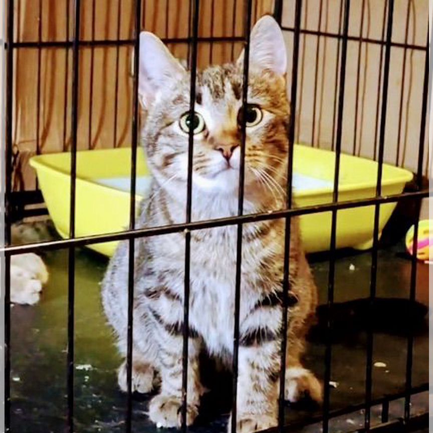 Котёнок от частного владельца