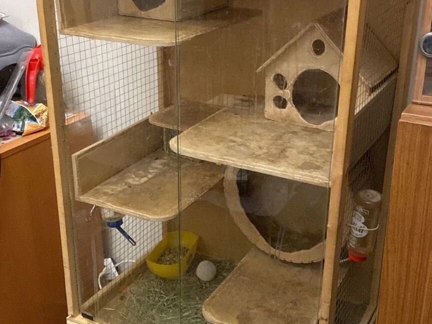 Витрина с шиншиллами