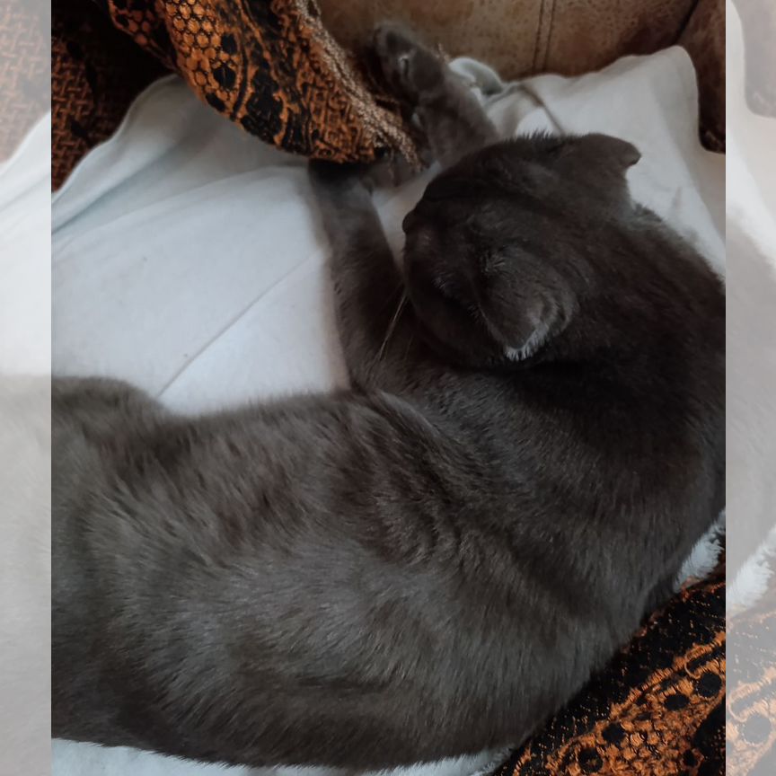 Шотландский вислоухий короткошёрстный кот, взрослый