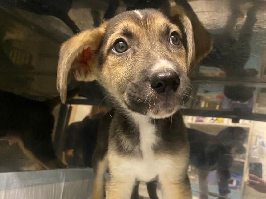 Щенку Микки скорее нужен дом