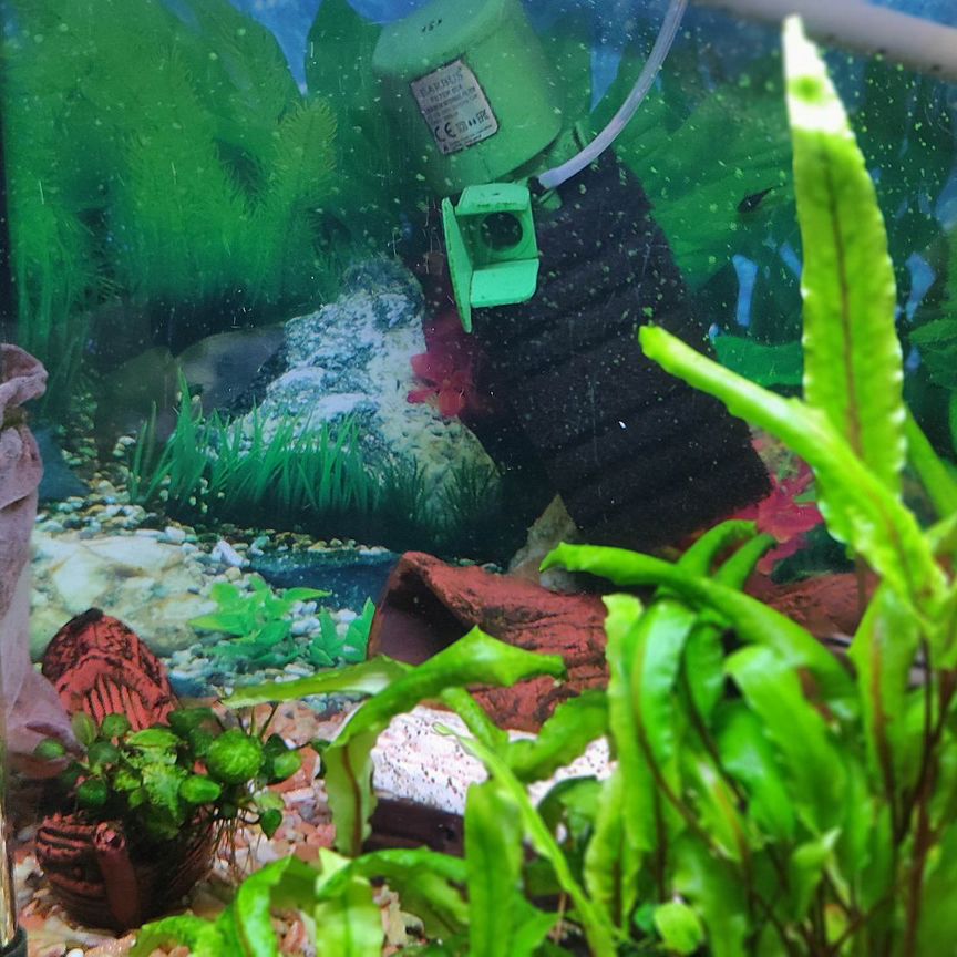Аквариум с оборудованием и рыбками