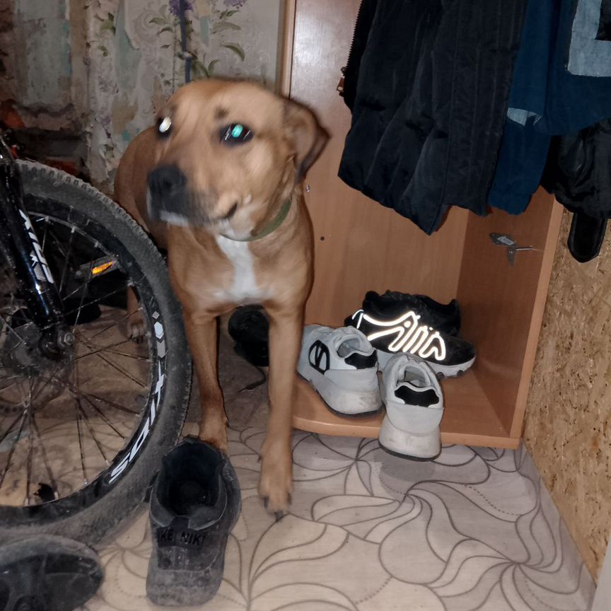 Взрослая собака в добрые руки