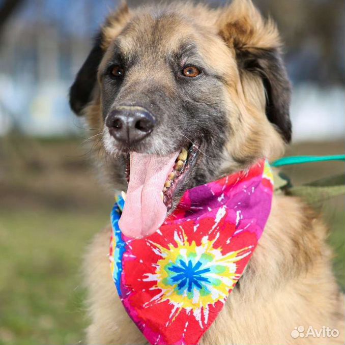 Собака из приюта, Тайсон