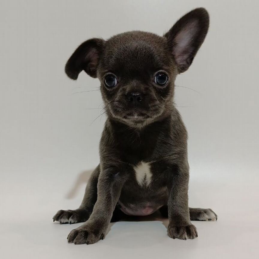 Чихуахуа девочка