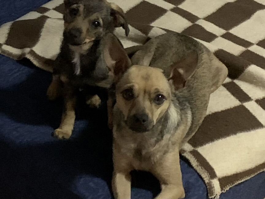 Щенок тойчика в добрые руки