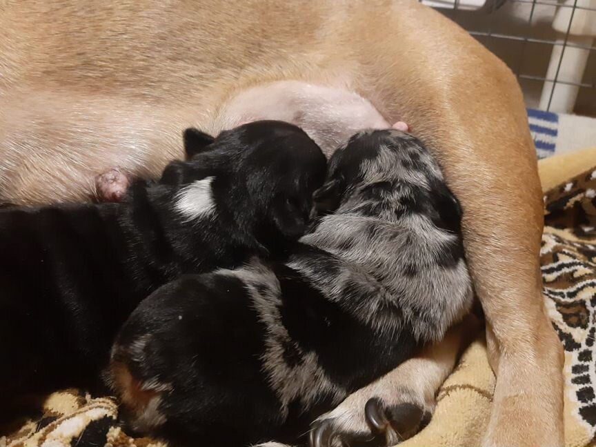 Щенки (есть описание)