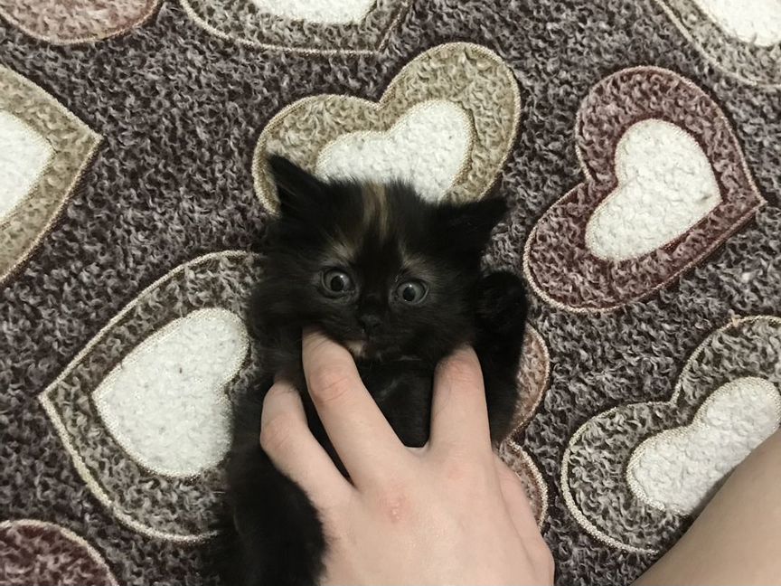 Трехцветные котёнок