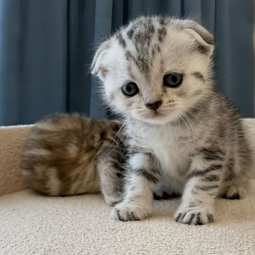 Шотландский вислоухий короткошёрстный котёнок