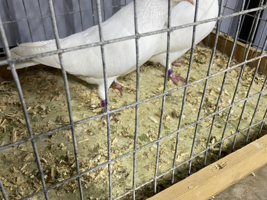 Бакинская Птица