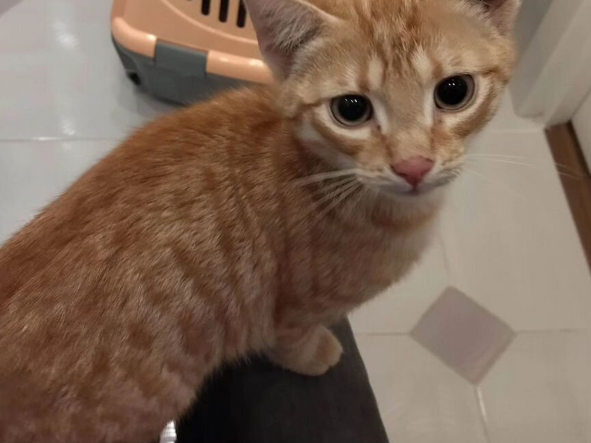 Рыжий котëнок Санечка