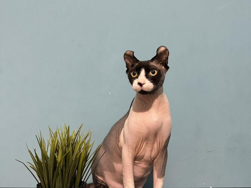 Сфинкс Эльф Эклюзивный