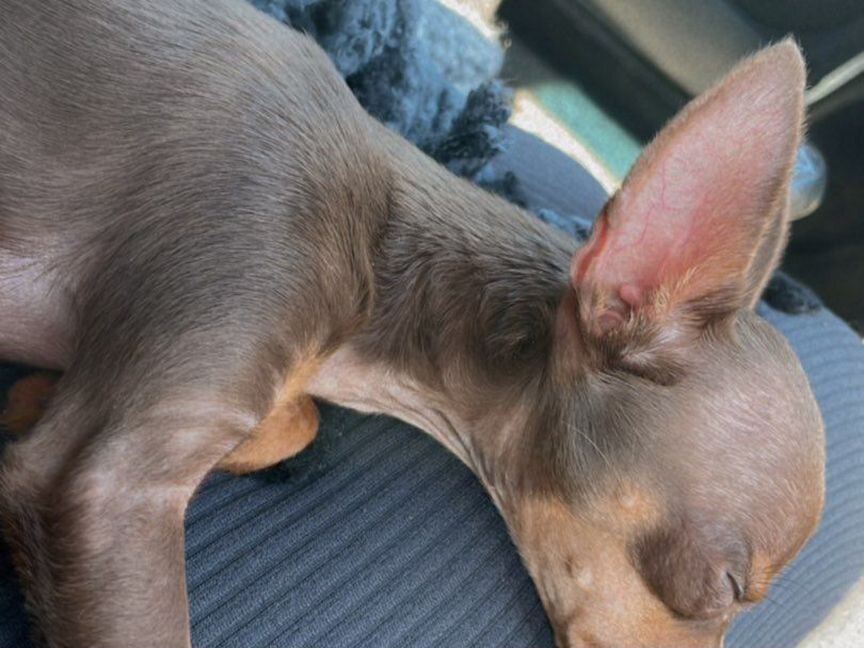 Продается девочка Той терьер