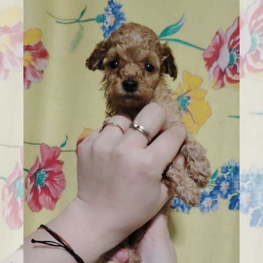 Той-пудель, щенок