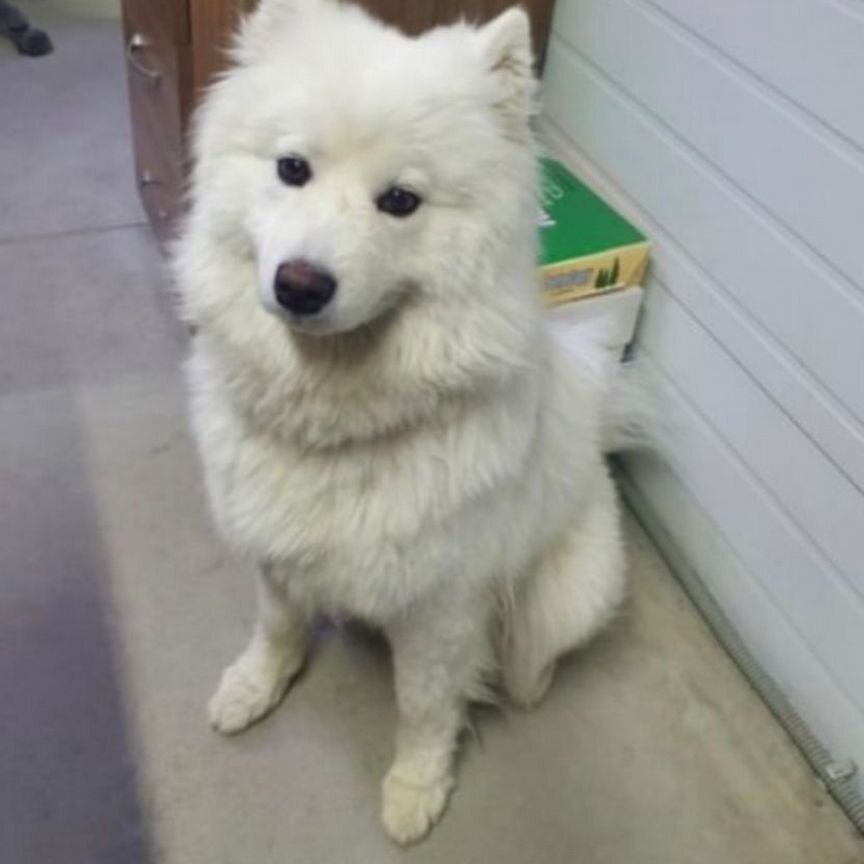 Собака девочка порода самоед