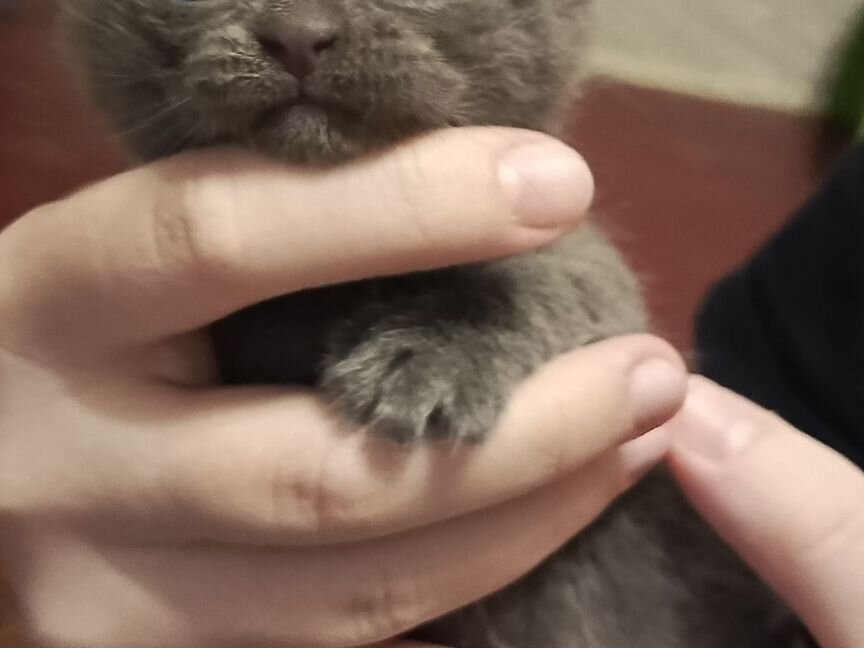 Кошки породистые бесплатно