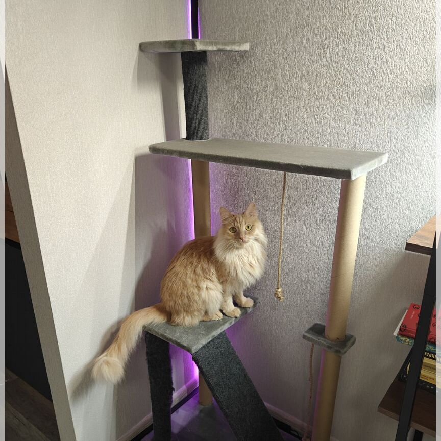 Когтеточка