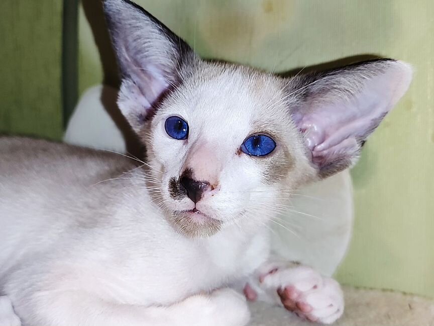 Нарядный котик