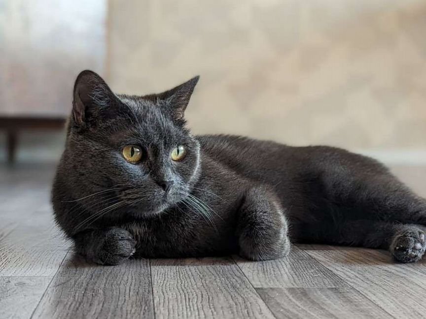 Ласковая Масяня ищет дом