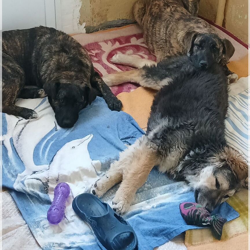 Щенок в добрые руки