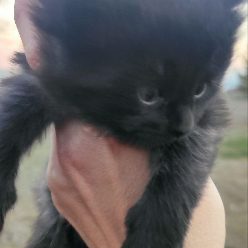 Котята в добрые руки даром бесплатно