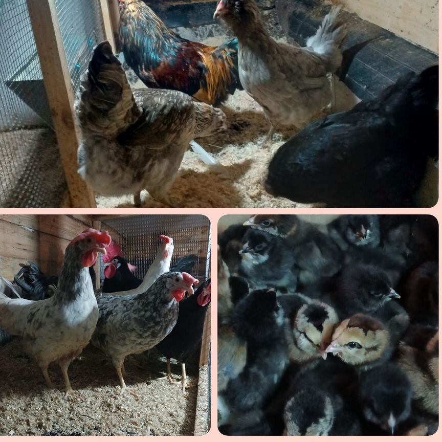 Цыплята Амераукана,Леггорн голубой, бройлер