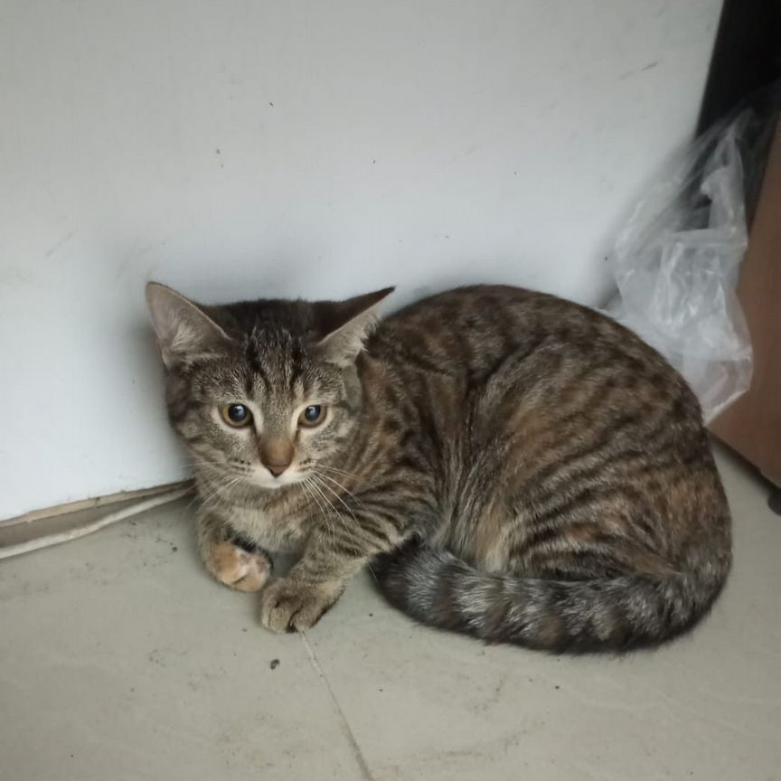 Кошка в добрые руки