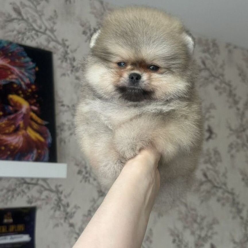 Померанский шпиц, щенок