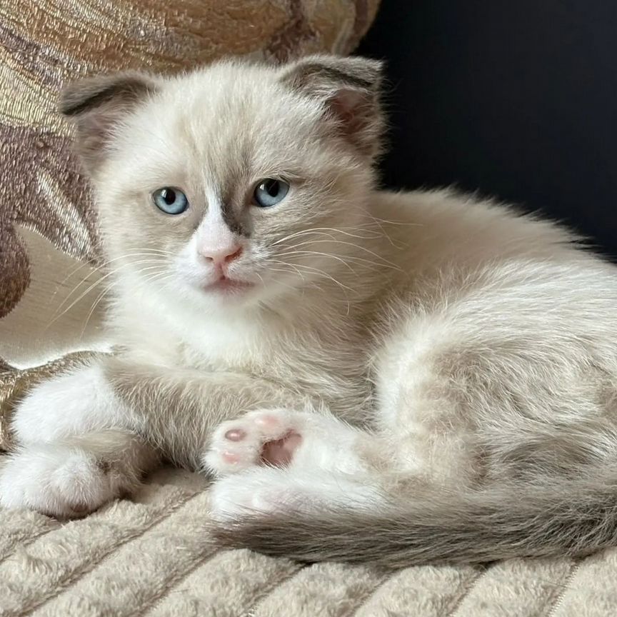 Шотландский вислоухий короткошёрстный котёнок