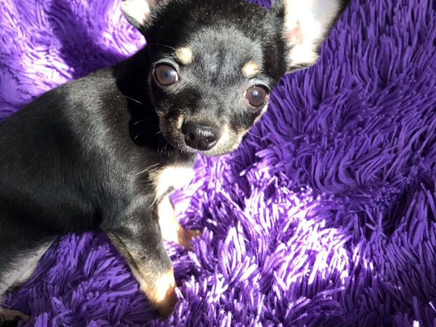 Щенки чихуахуа мини