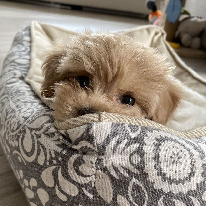 Малышка мальтипу премиум