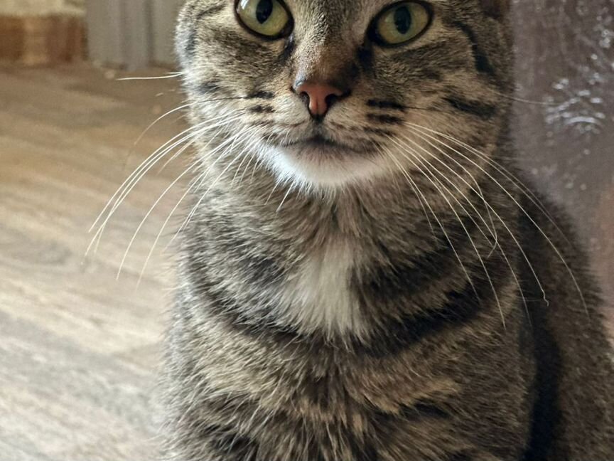 Тиша ищет семью