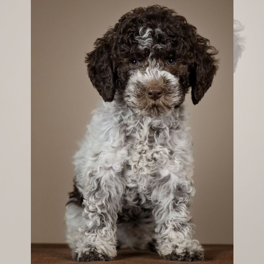 Лаготто-романьоло, щенок