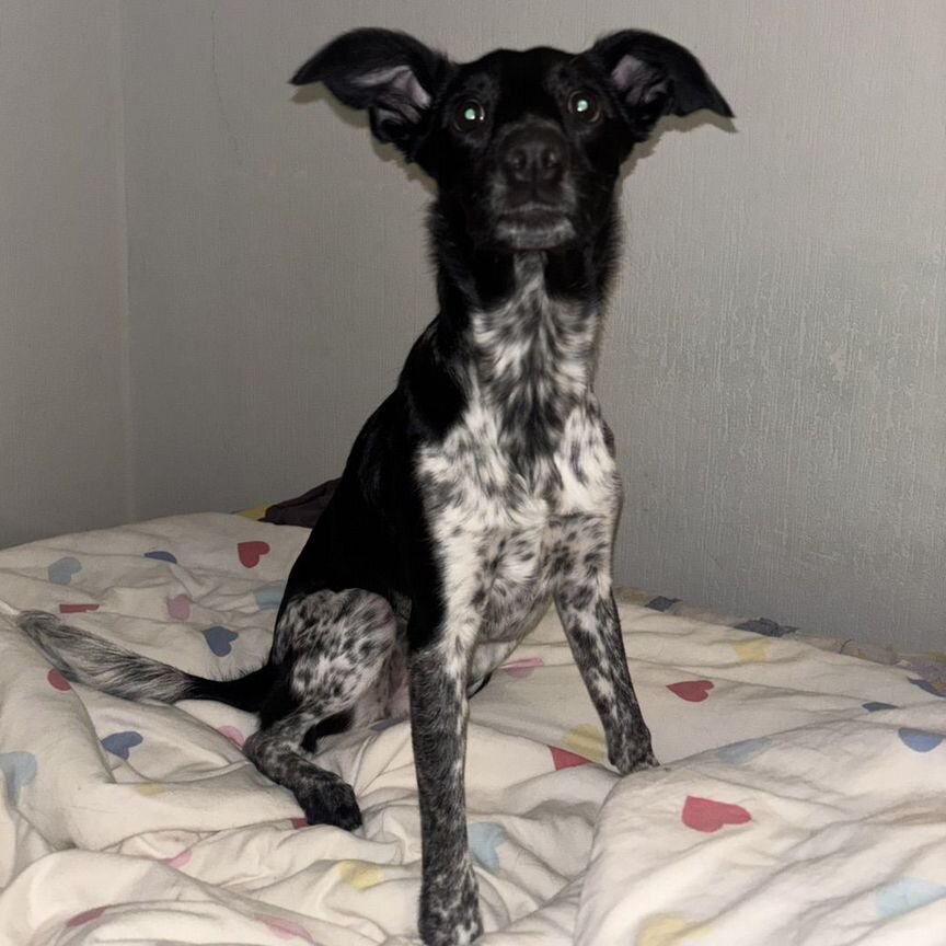 Бойкин-спаниель, щенок