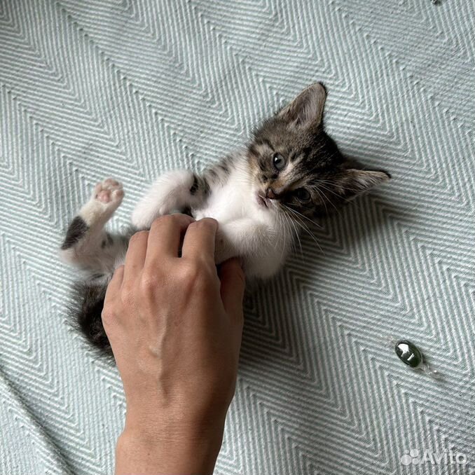 Отдам котенка (спасёныш) в добрые руки