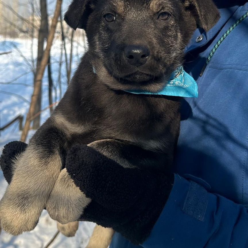 Щенок мальчик ждет хозяев