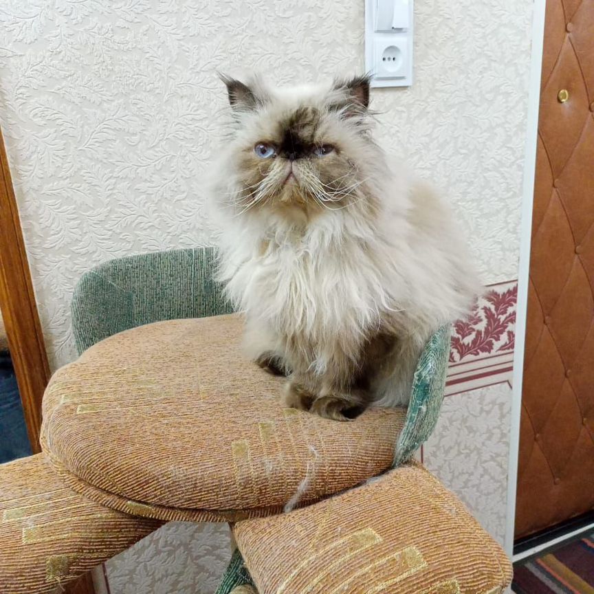 Кошка гималайская в добрые руки