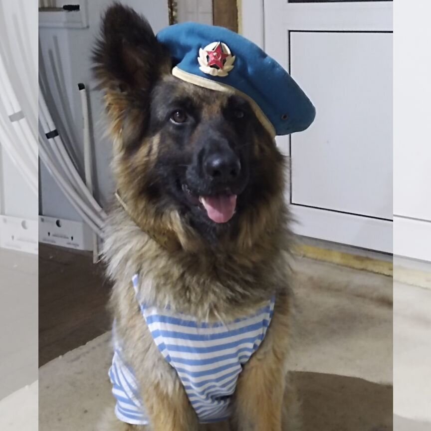 Немецкая овчарка, щенок