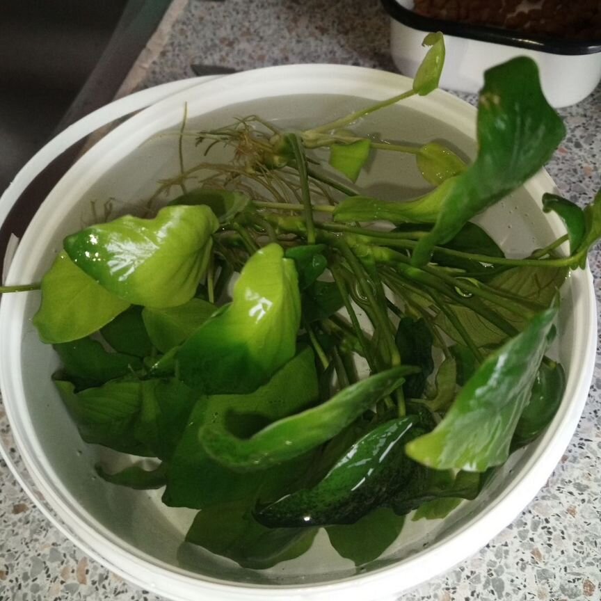 Аквариумное растение