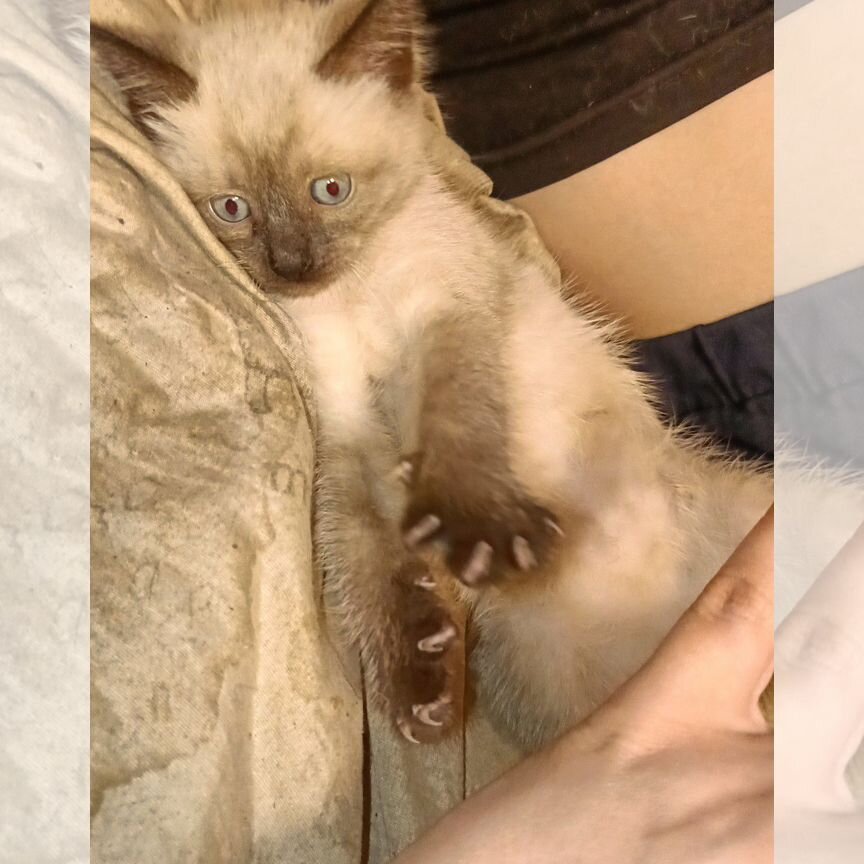 Тайские сиамские котята