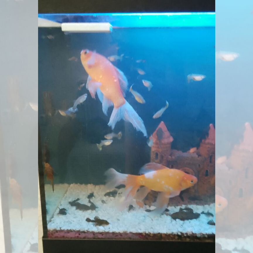 Аквариум с тумбой 450л. и рыбки