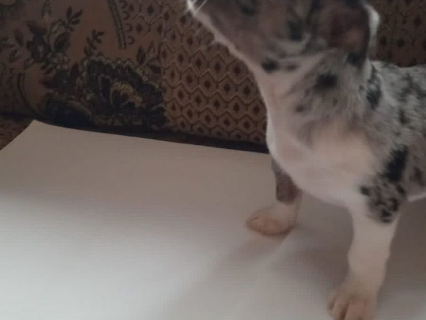 Щенки чихуахуа