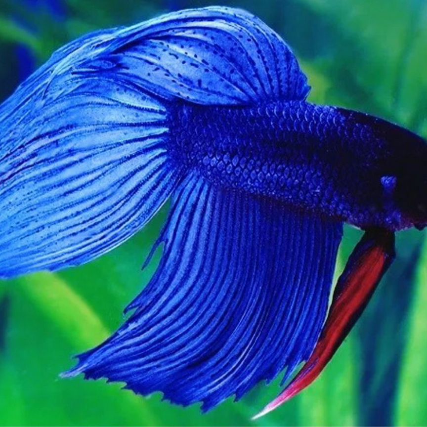 Рыбка петушок самец